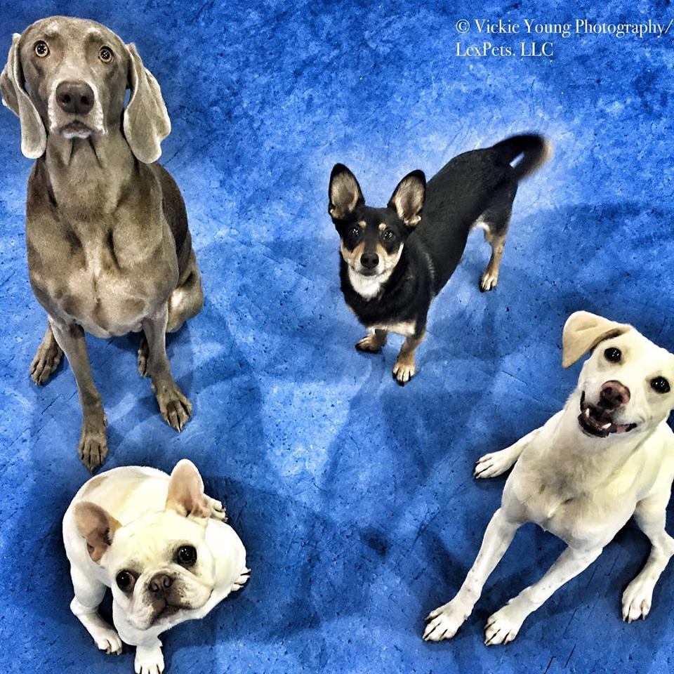 Dog Day Care Packages LexPets